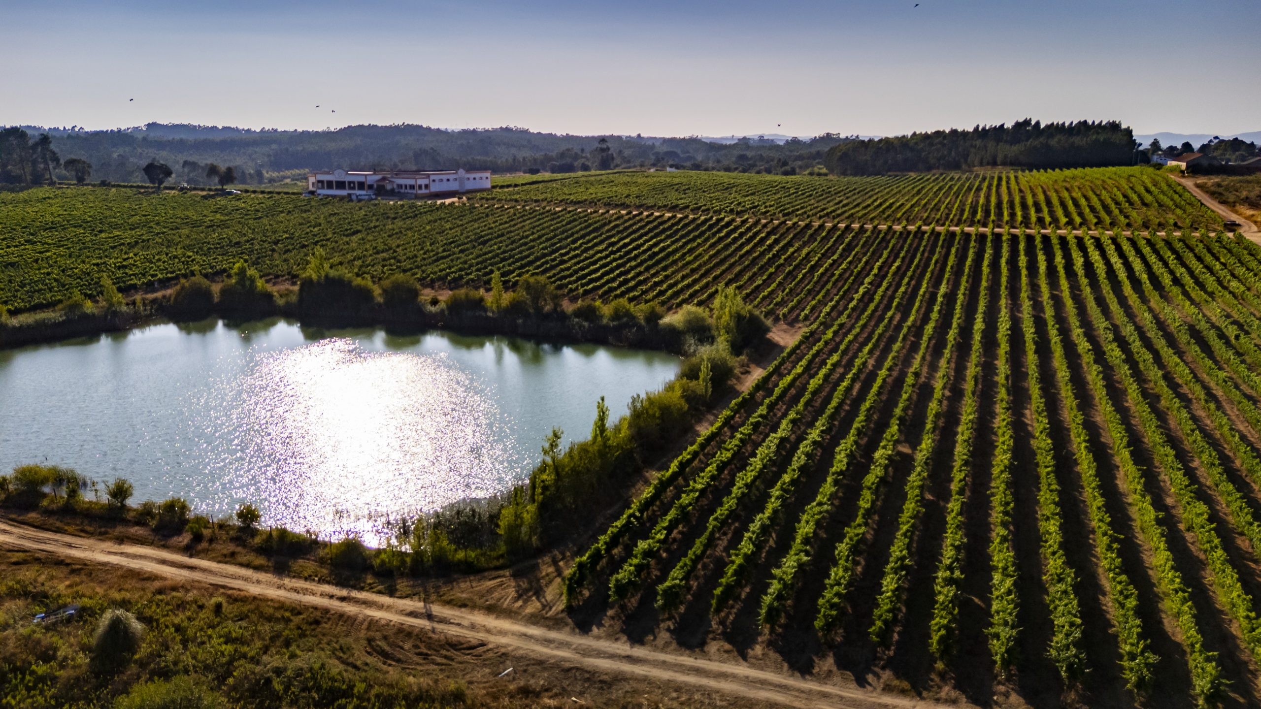 QUINTA DA BADULA: Onde o tempo “manda” no vinho - Grandes Escolhas